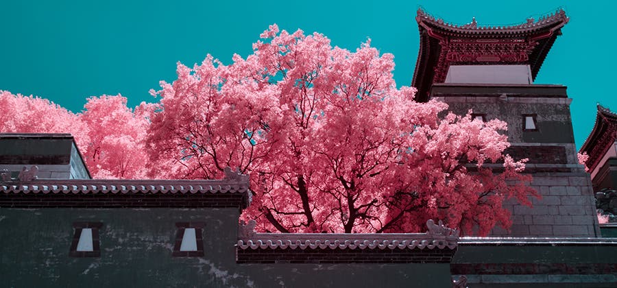 An introduction to infrared (IR) photography | Adobe
