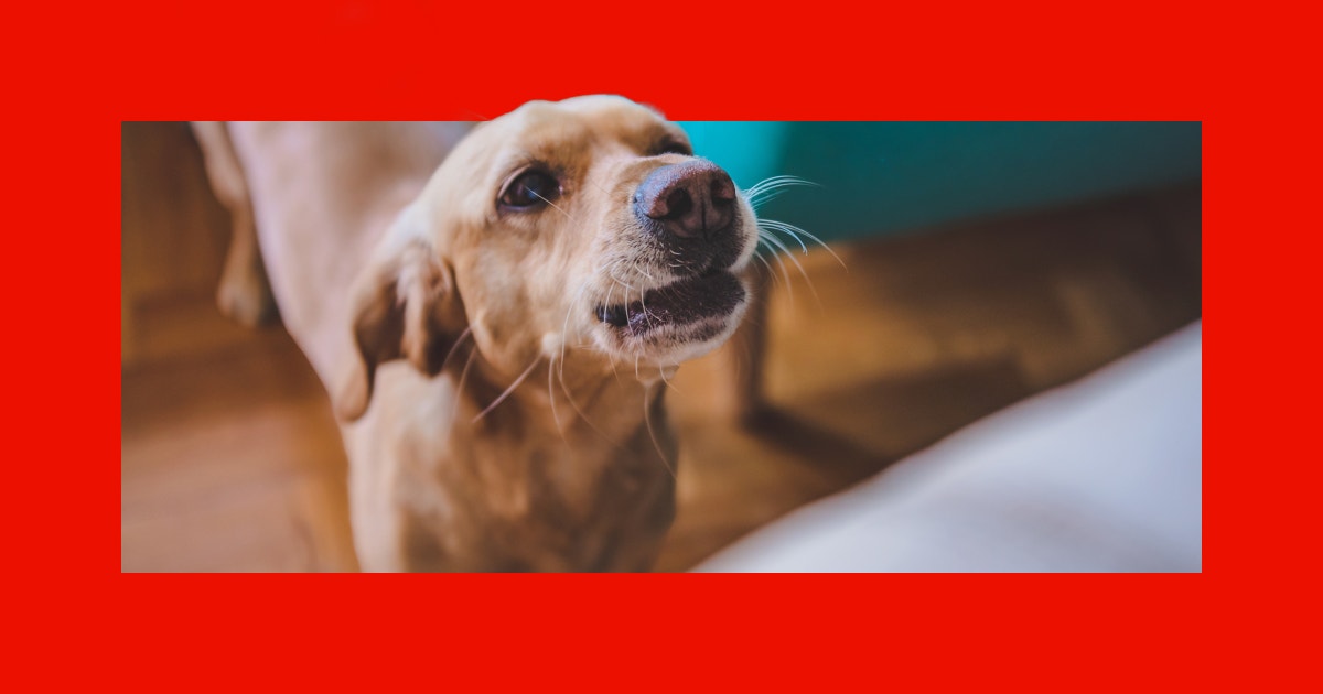 Free dog barking sound effects generator - Adobe Firefly