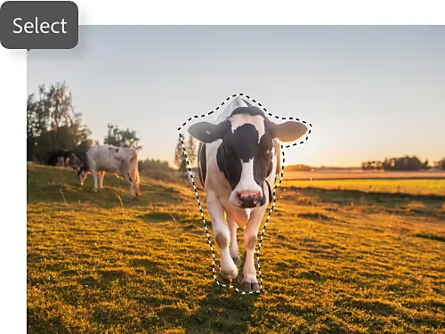 How to use the Lasso tool in Photoshop - Adobe