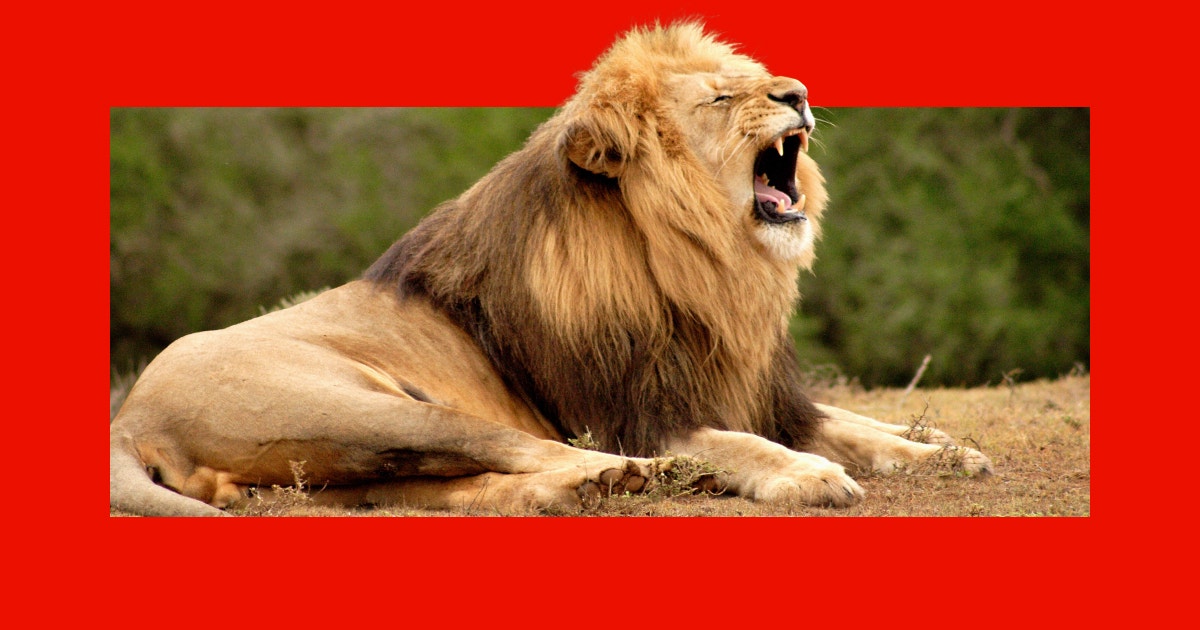 Créer des sons animaliers à l'aide de l'IA générative - Adobe Firefly