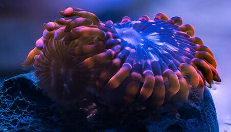 Focus Stacking in Lightroom in 5 Schritten | Adobe