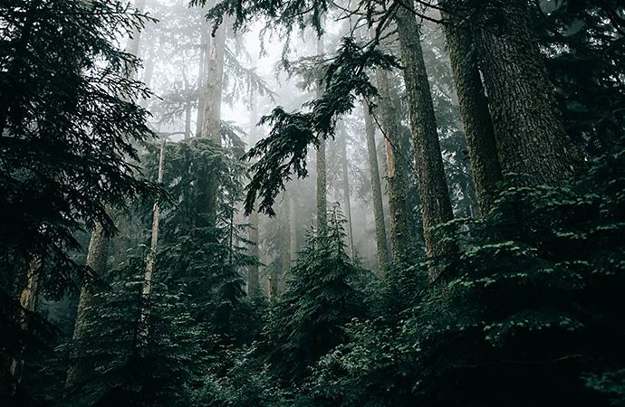 Forest photography: A beginner's guide - Adobe