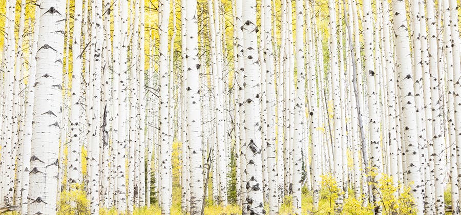 Tree photography - Adobe