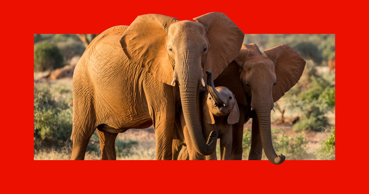 Free elephant sound effects - Adobe Firefly.