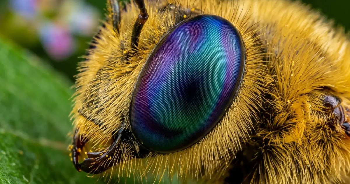 Macrofotografia animale con IA | Adobe Firefly
