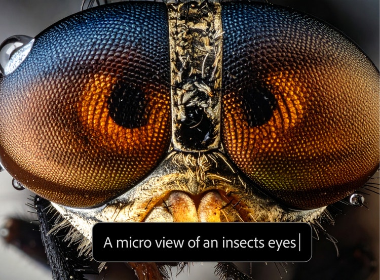 Gratis AI-bildegenerator: tekst til bilde på nettet – Adobe Firefly
