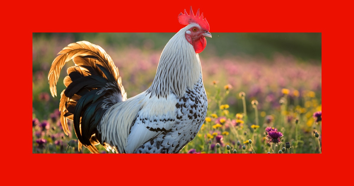 Free rooster sound effect generator- Adobe Firefly.