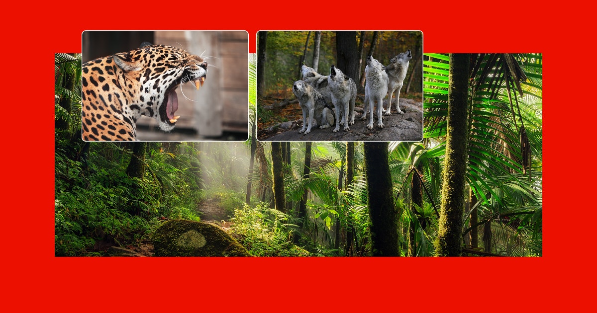 Create nature sounds with AI - Adobe Firefly