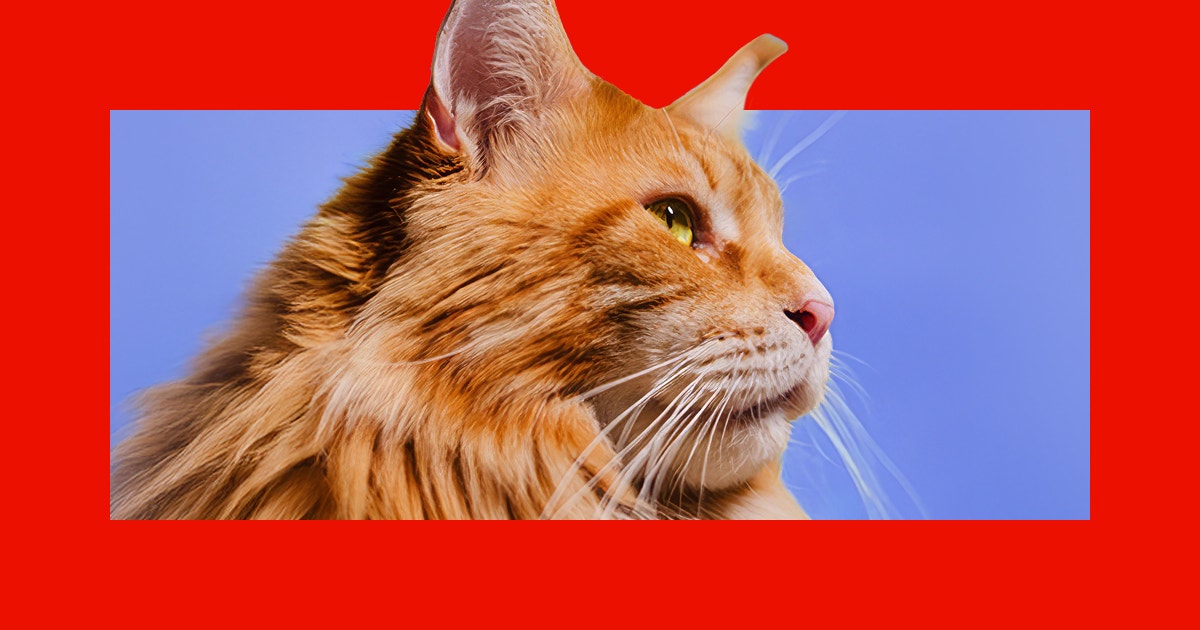 Image Upscaler: Upscale a photo using AI – Adobe