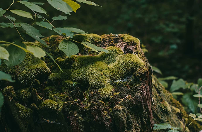 Forest photography: A beginner's guide - Adobe